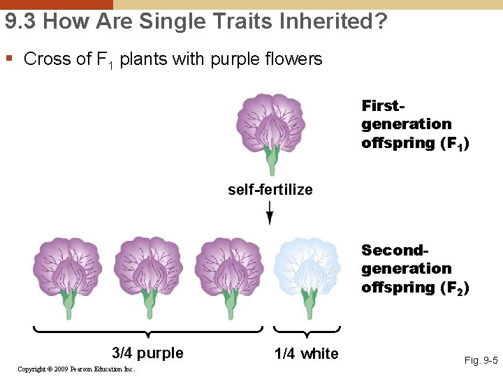 Chapter 9 Patterns of Inheritance Lectures by Gregory