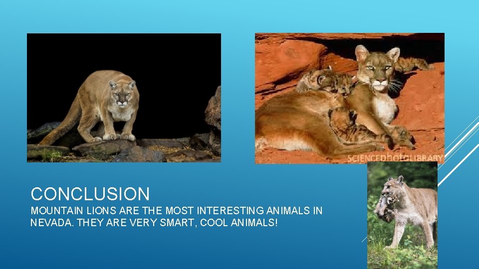 MOUNTAIN LIONS By Grant and Ryan TABLE OF