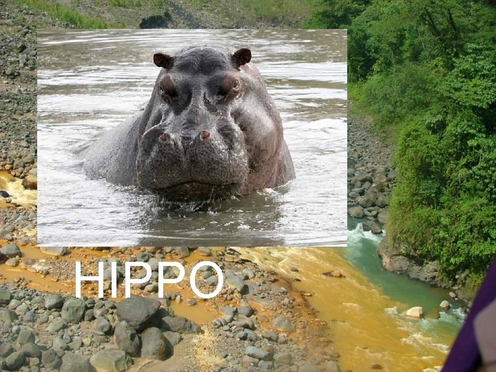 Human Impact on Resources Biodiversity and Ecosystems Types