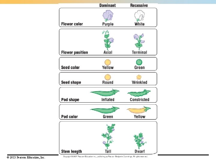 The Inheritance of Traits Offspring resemble their parents