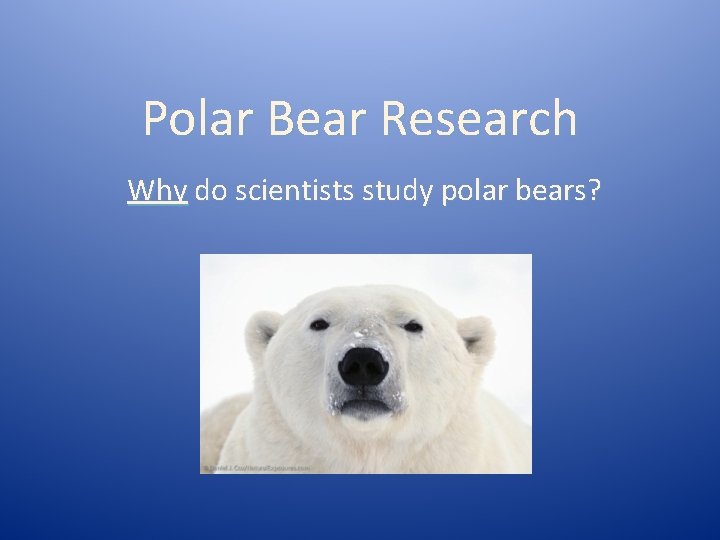 Polar Bear Research Why do scientists study polar