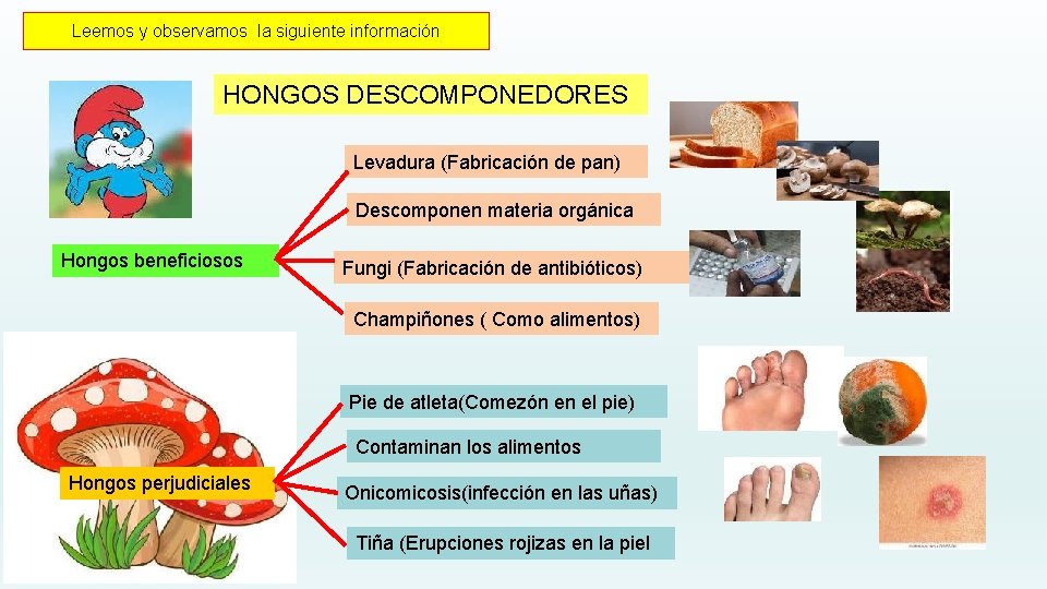 5 grado EL REINO FUNGI Observamos el siguiente