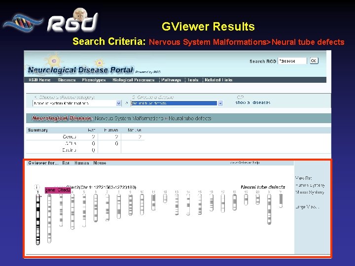 RGDs Genome Viewer Definition and Basic Features Gviewer