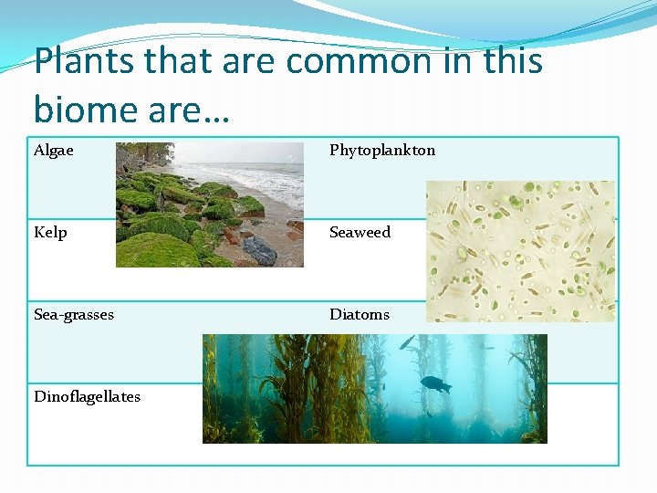 Biome Ocean By Sarah Southard Shelby Roller Biome