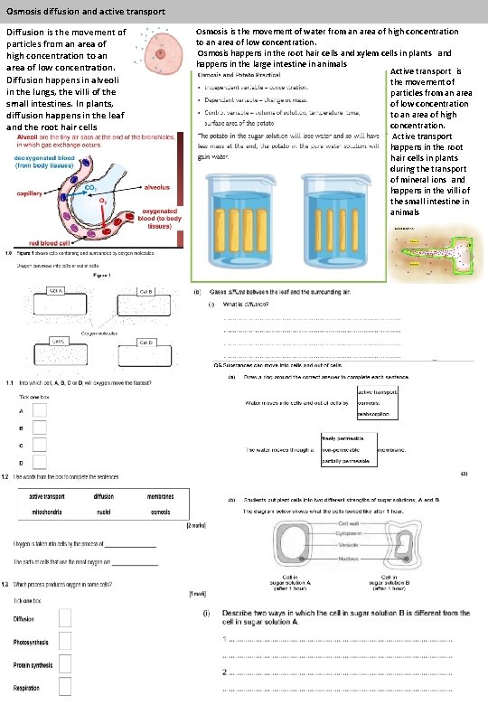 cell biology revision Keywords organelle diffusion osmosis mitosis