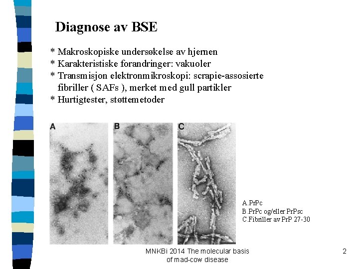 Deteksjonsmetoder for Prionprotein Immunhistokjemi Western Blot Immunoassay Bioassay