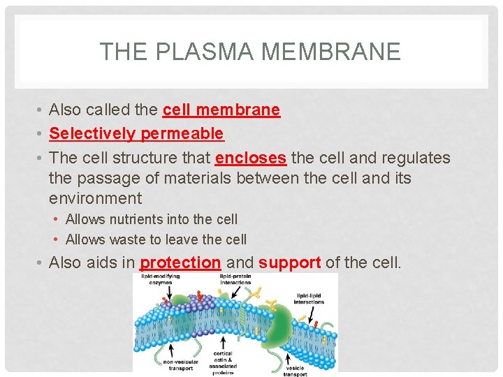 CELL ORGANELLES AND FEATURES THE PLASMA MEMBRANE Also