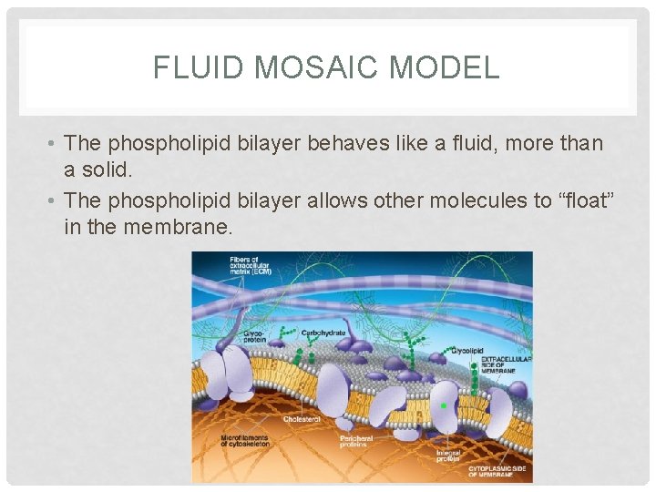CELL ORGANELLES AND FEATURES THE PLASMA MEMBRANE Also