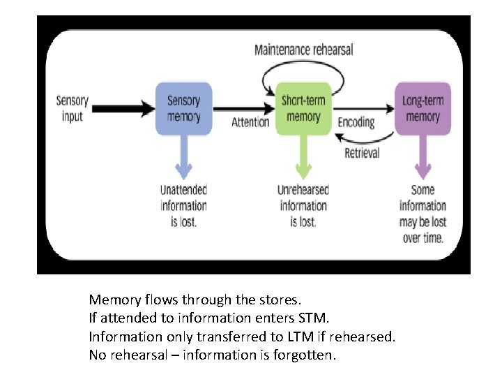 Memory Assembly Memory and Forgetting What does your