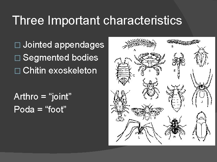 Arthropods Three Important Characteristics Jointed Appendages Segmented Bodies