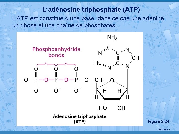 MP 210802 1 Biologie Cellulaire 1 Les membranes