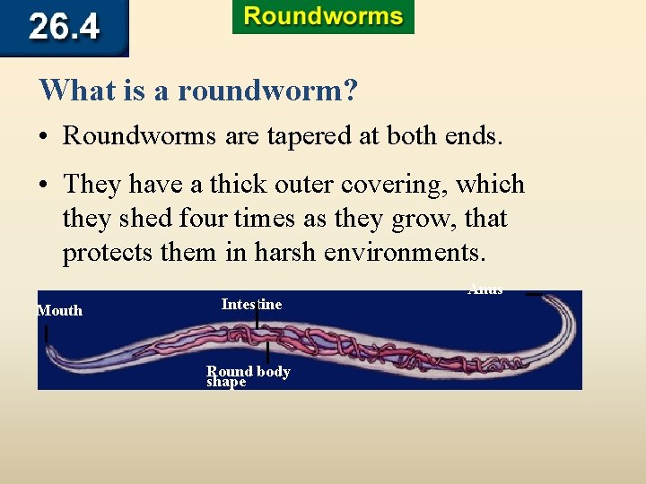 Roundworms Bonneville High School Invertebrate Zoology Section Objectives