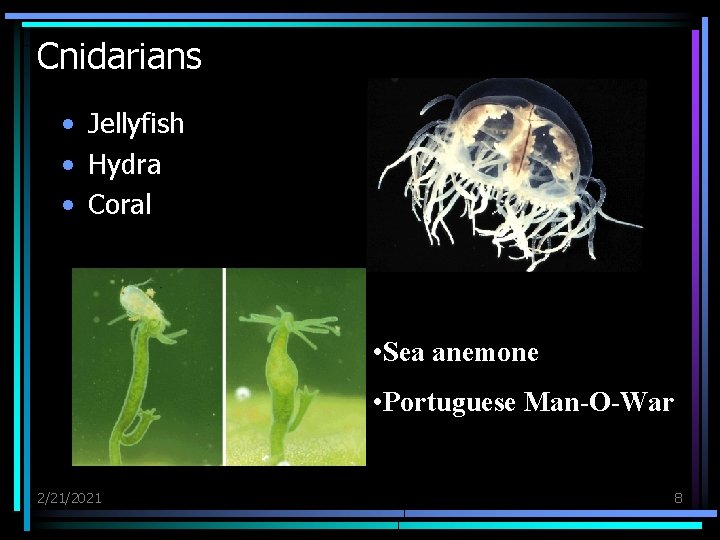 Invertebrates Classify living invertebrates into different phyla 2212021