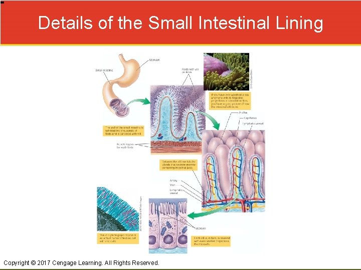 3 The Remarkable Body Copyright 2017 Cengage Learning