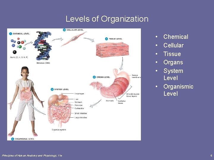 Chapter 1 An Introduction to the Human Body