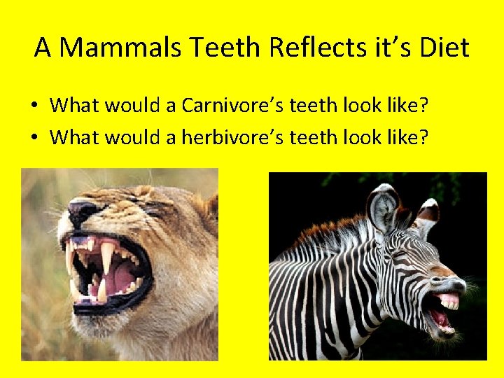 Birds and Mammals Pages 406 413 and 420