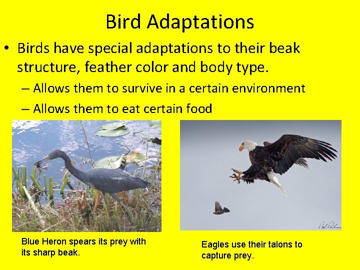 Birds and Mammals Pages 406 413 and 420