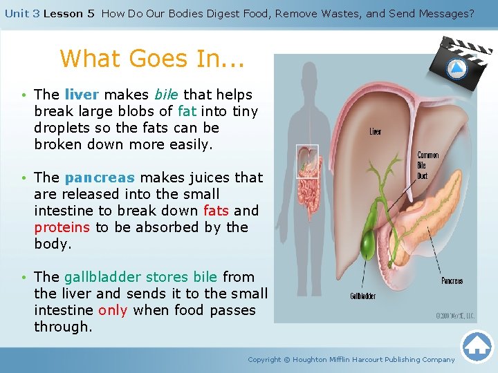Unit 3 Lesson 5 How Do Our Bodies