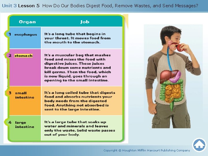 Unit 3 Lesson 5 How Do Our Bodies