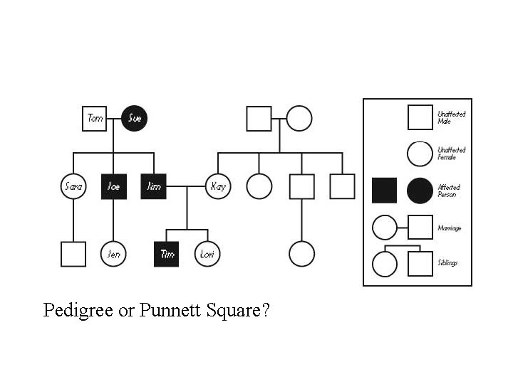 Biology Semester 2 Review Mendel Genetics Review Powerpoint