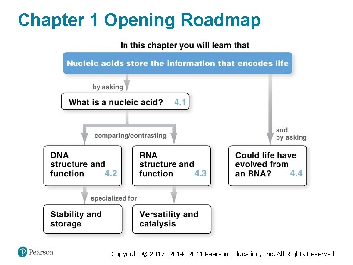 Biological Science Sixth Edition Chapter 4 Nucleic Acids