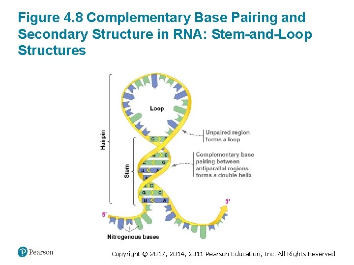 Biological Science Sixth Edition Chapter 4 Nucleic Acids
