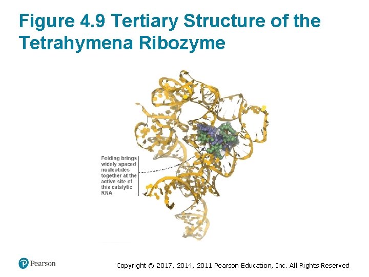 Biological Science Sixth Edition Chapter 4 Nucleic Acids