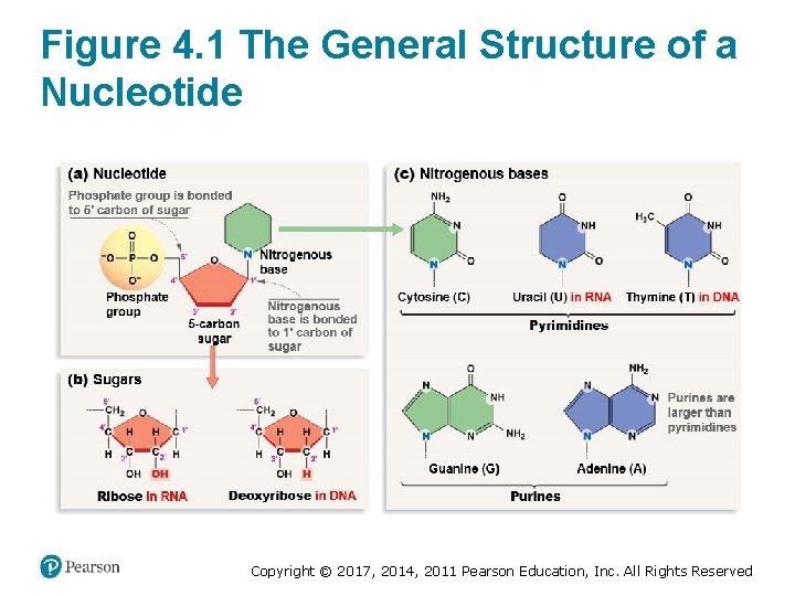 Biological Science Sixth Edition Chapter 4 Nucleic Acids
