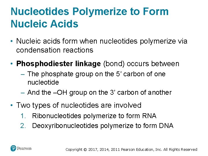 Biological Science Sixth Edition Chapter 4 Nucleic Acids