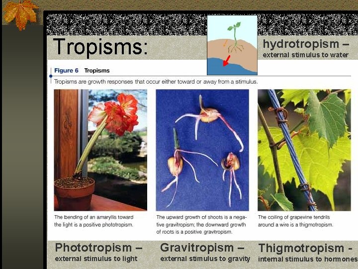 PLANT GROWTH DEVELOPMENT I Germination the process by