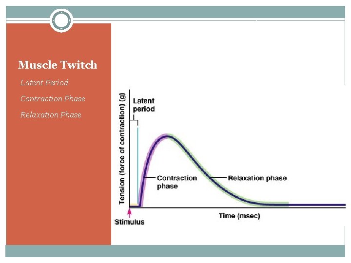 Lab 6 Muscle Physiology OBJECTIVES STUDY AND UNDERSTAND