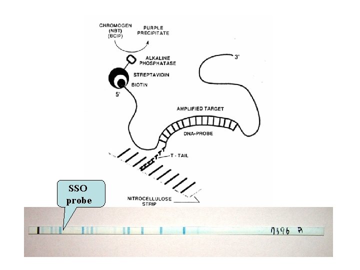 HLA MHCMajor Histocompatibility Complex Highly polymorphic genes Recognition