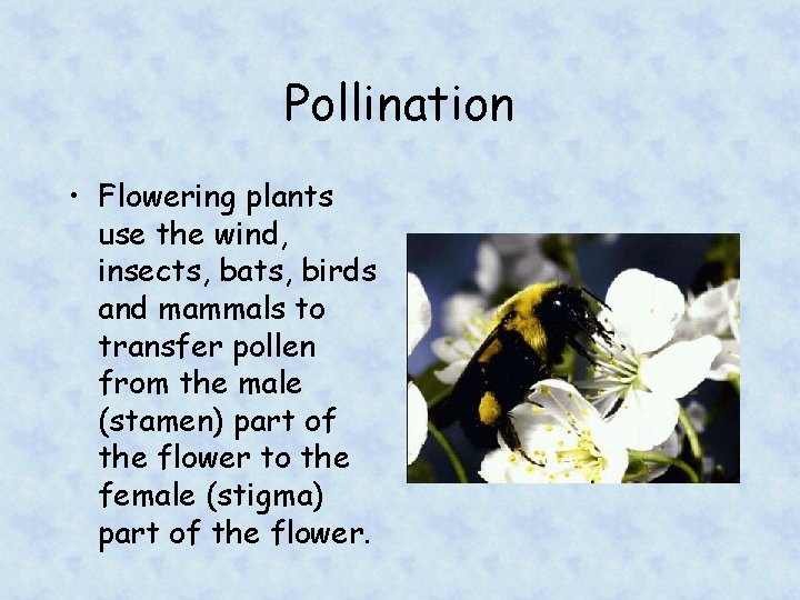 West Borough Primary School Reproduction in Flowering Plants