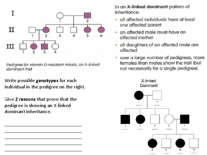 Biology Unit 4 Revision Packet Genetics Visual Notes