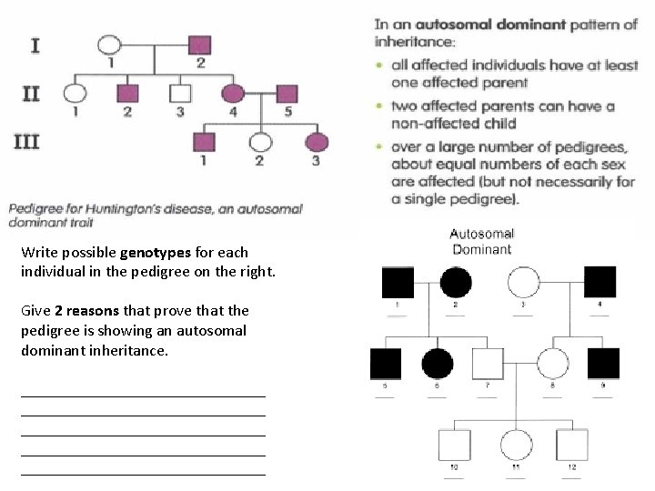 Biology Unit 4 Revision Packet Genetics Visual Notes
