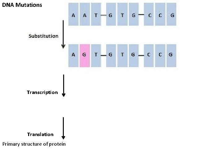 Biology Unit 4 Revision Packet Genetics Visual Notes