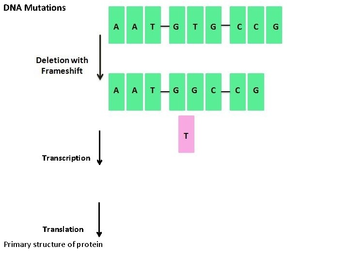 Biology Unit 4 Revision Packet Genetics Visual Notes