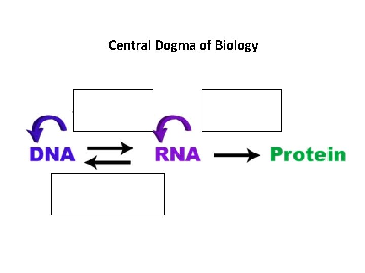 Biology Unit 4 Revision Packet Genetics Visual Notes