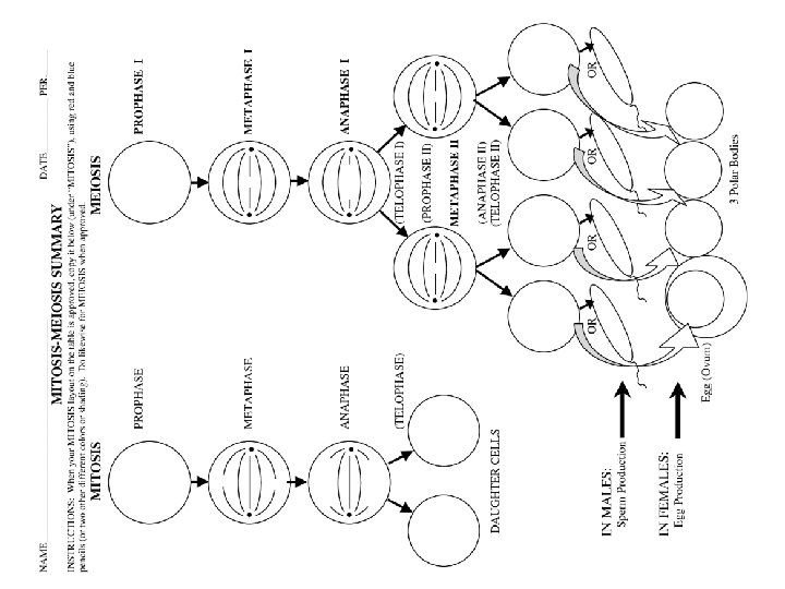 Biology Unit 4 Revision Packet Genetics Visual Notes