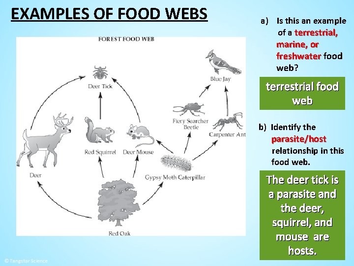 FOOD WEB ANALYSIS ACTIVITY ACTIVITY INSTRUCTIONS In this