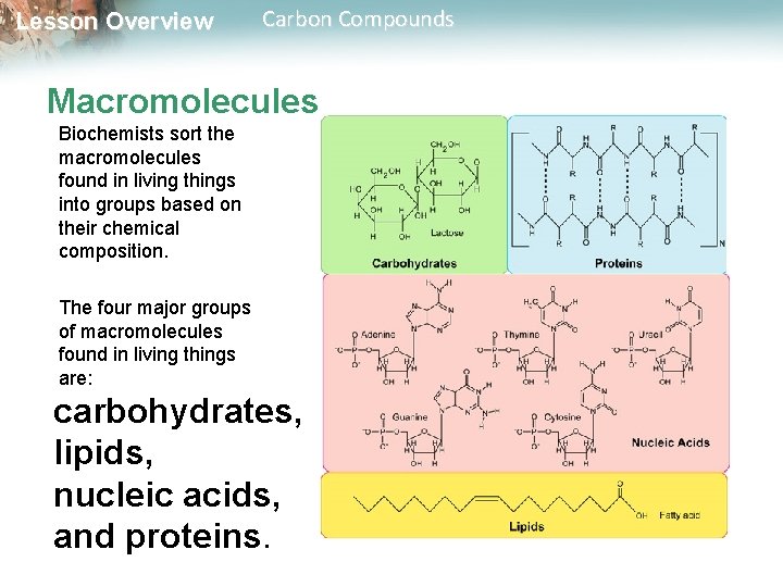 Lesson Overview Carbon Compounds Lesson Overview 2 3
