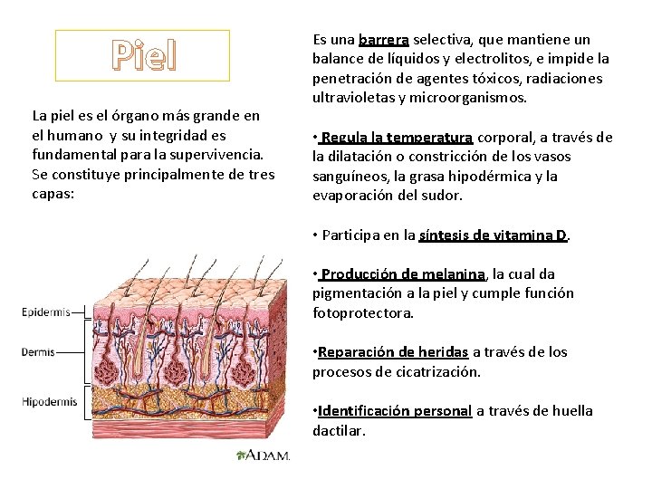 Ciencias para la Ciudadana Mdulo 1 Bienestar y