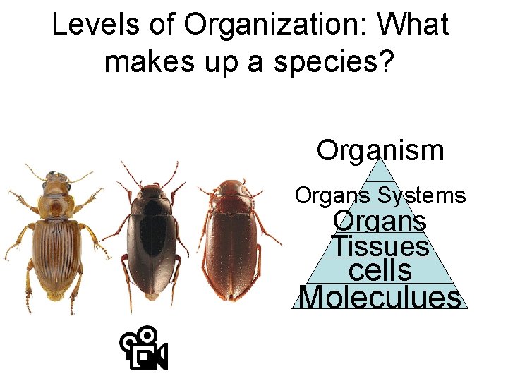 1 2 Biology LEVELS OF ORGANIZATION Key Concepts