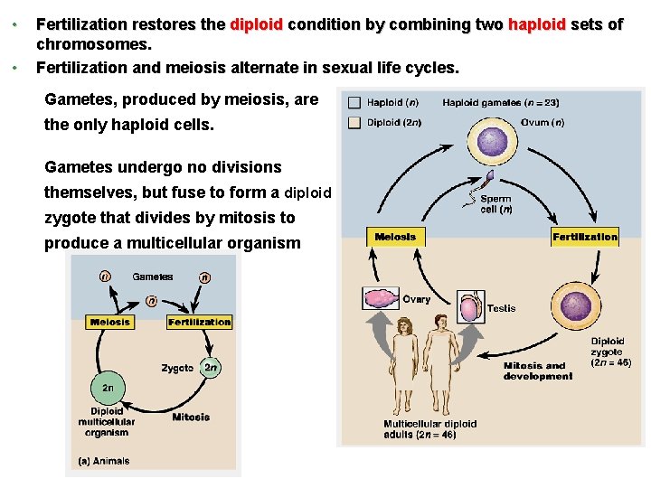 MEIOSIS AND SEXUAL LIFE CYCLES Section B The