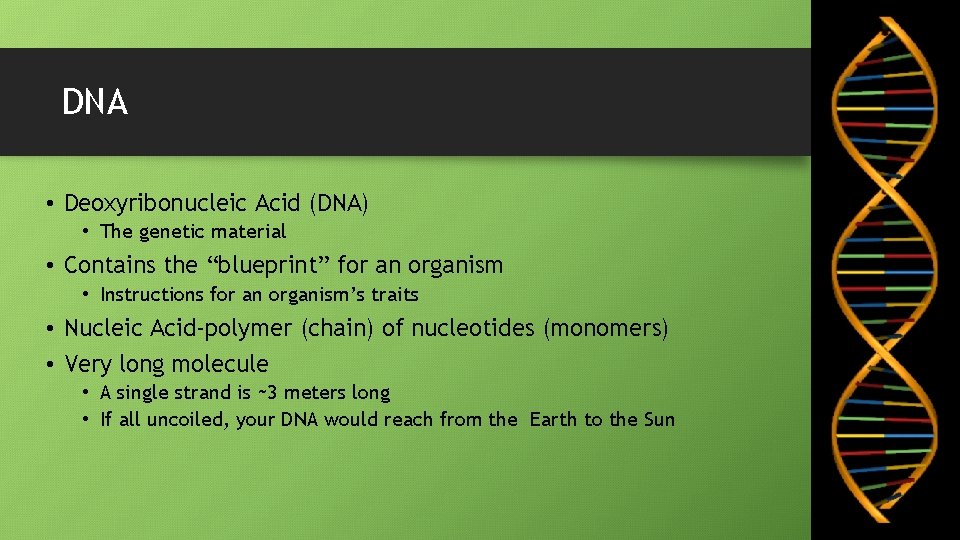 DNA and Genes Biology Chapter 11 DNA Deoxyribonucleic
