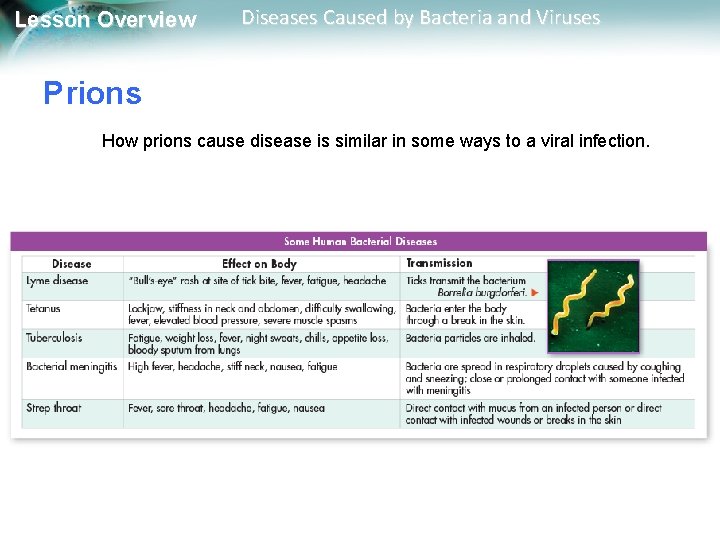 Lesson Overview Diseases Caused by Bacteria and Viruses