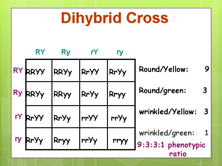 Dihybrid Punnett Squares What exactly is a dihybrid