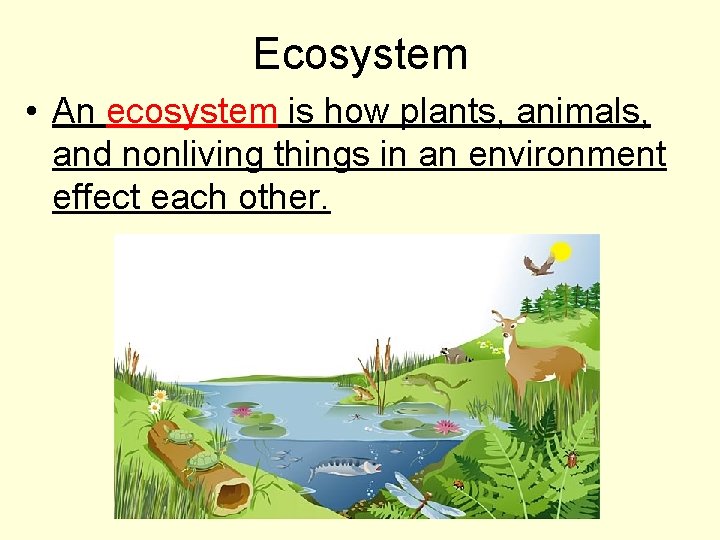Habitats for Plants and Animals What is an