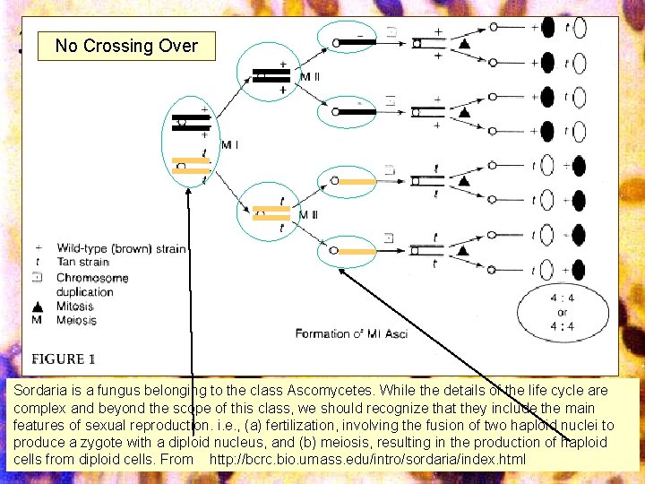 Sordaria Lab AP Biology Lab Investigation 7Meiosis Helpful