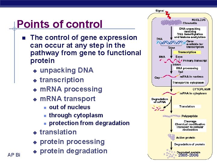 Chapter 19 Control of Eukaryotic Genome AP Biology